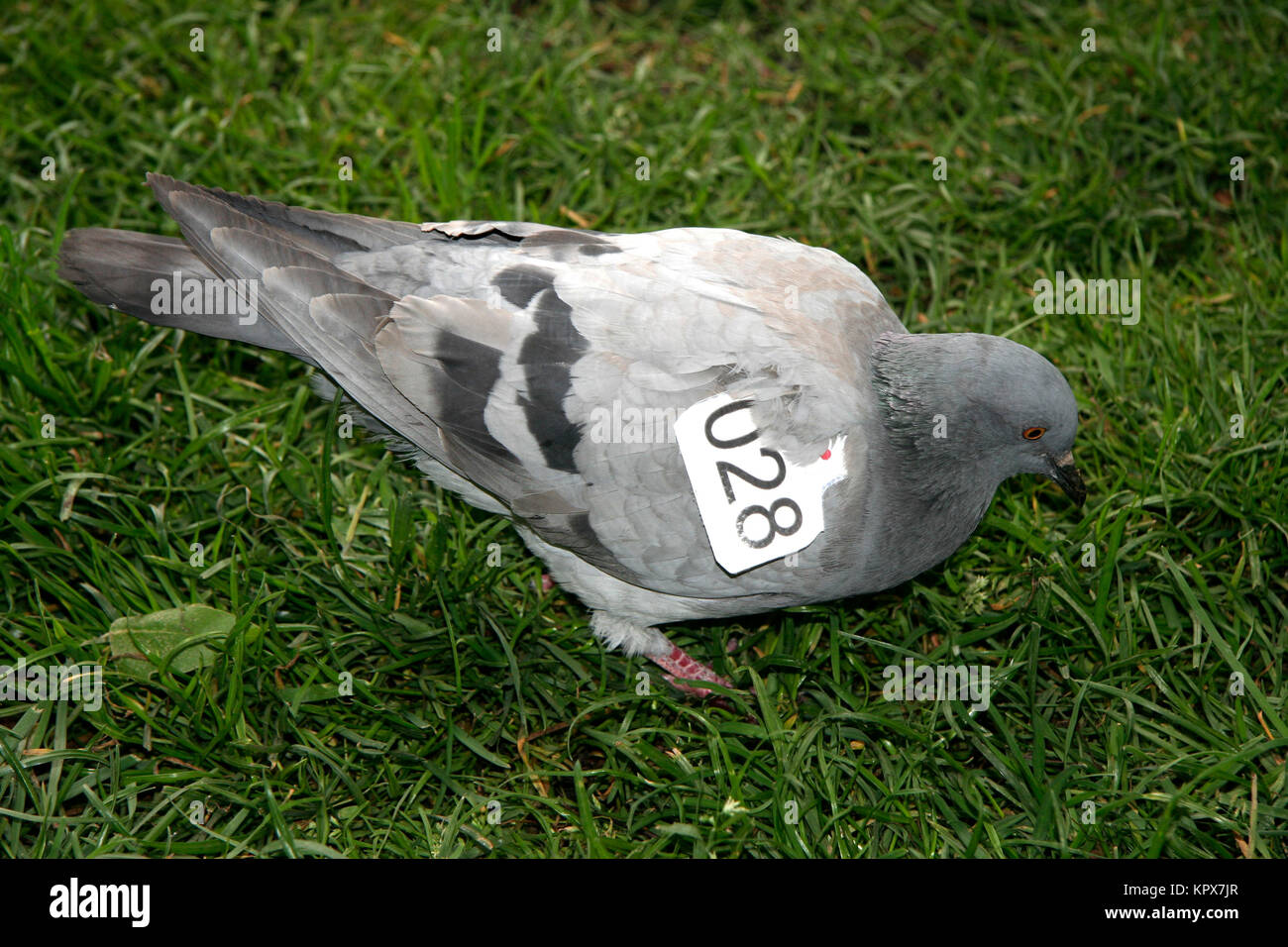 Pigeon identification hi-res stock photography and images - Alamy