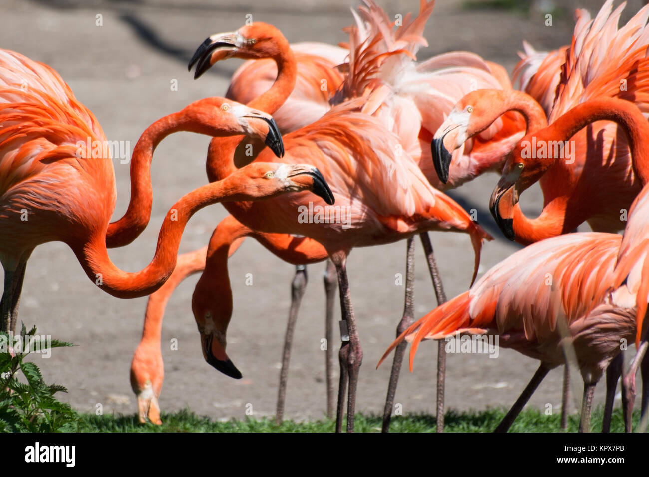 Kubaflamingo High Resolution Stock Photography and Images - Alamy