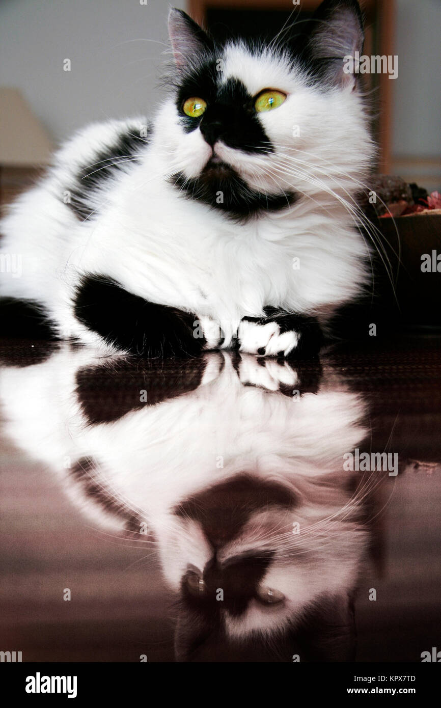 Spotted black and white male cat Stock Photo - Alamy