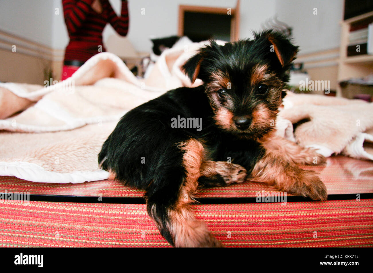 Yorkshire Terrier puppy at home Stock Photo - Alamy