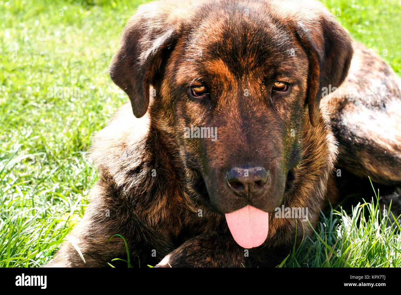 Striped Spanish Mastiff on the green Stock Photo - Alamy