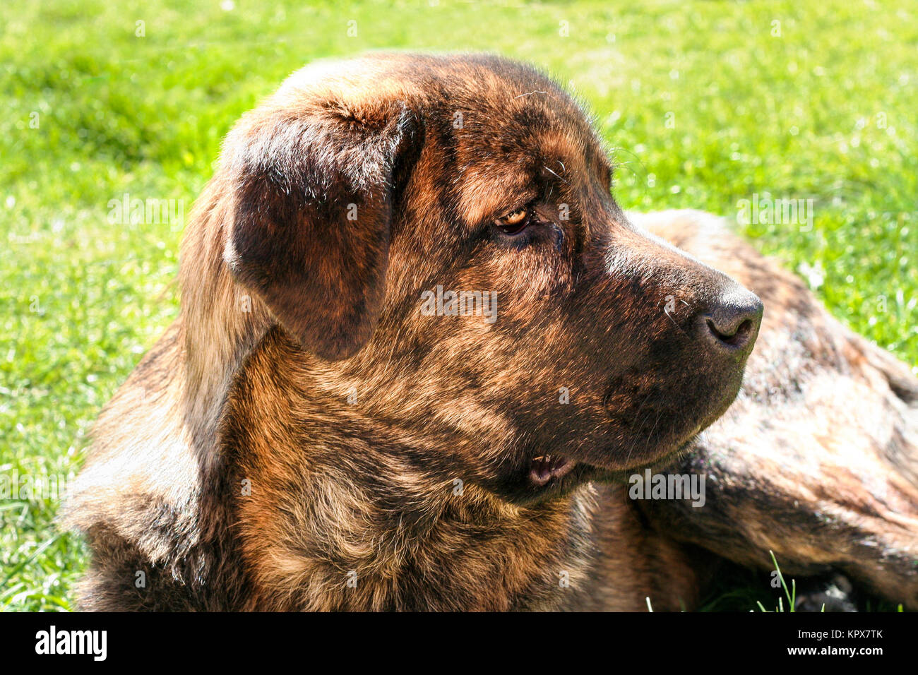Striped Spanish Mastiff on the green Stock Photo - Alamy