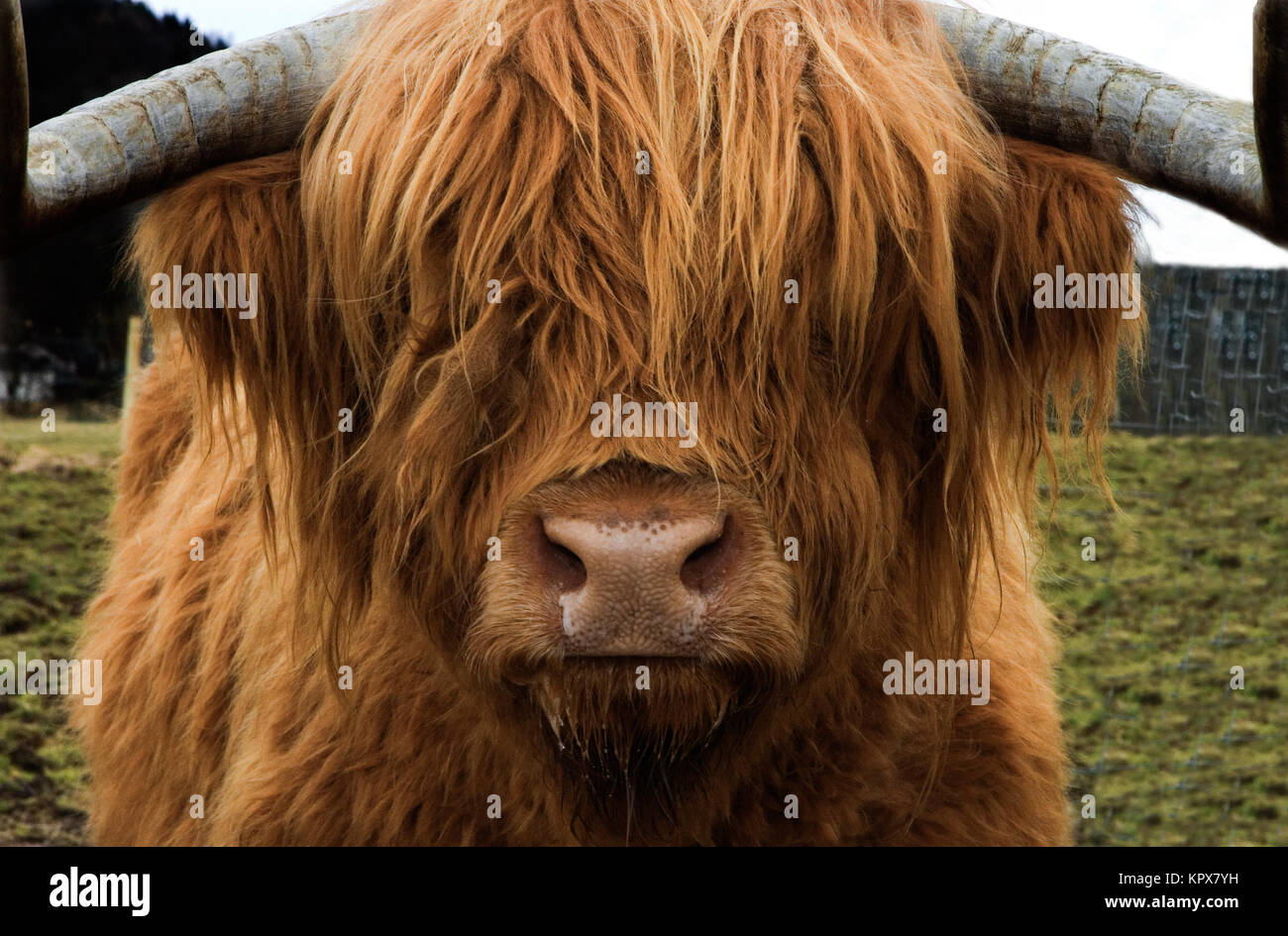 Woolly moo hi-res stock photography and images - Alamy
