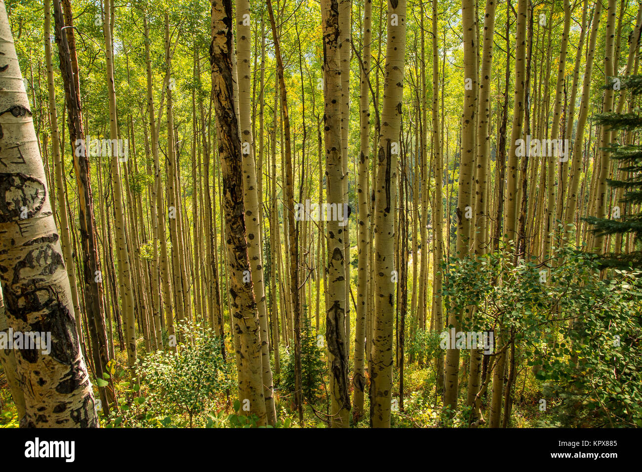 Maroon bells hike hi-res stock photography and images - Alamy