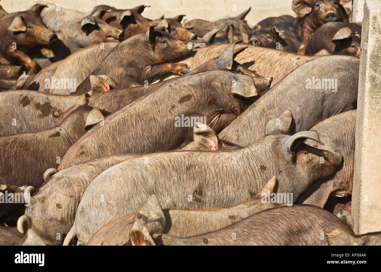 Lunch time for pigs Stock Photo - Alamy