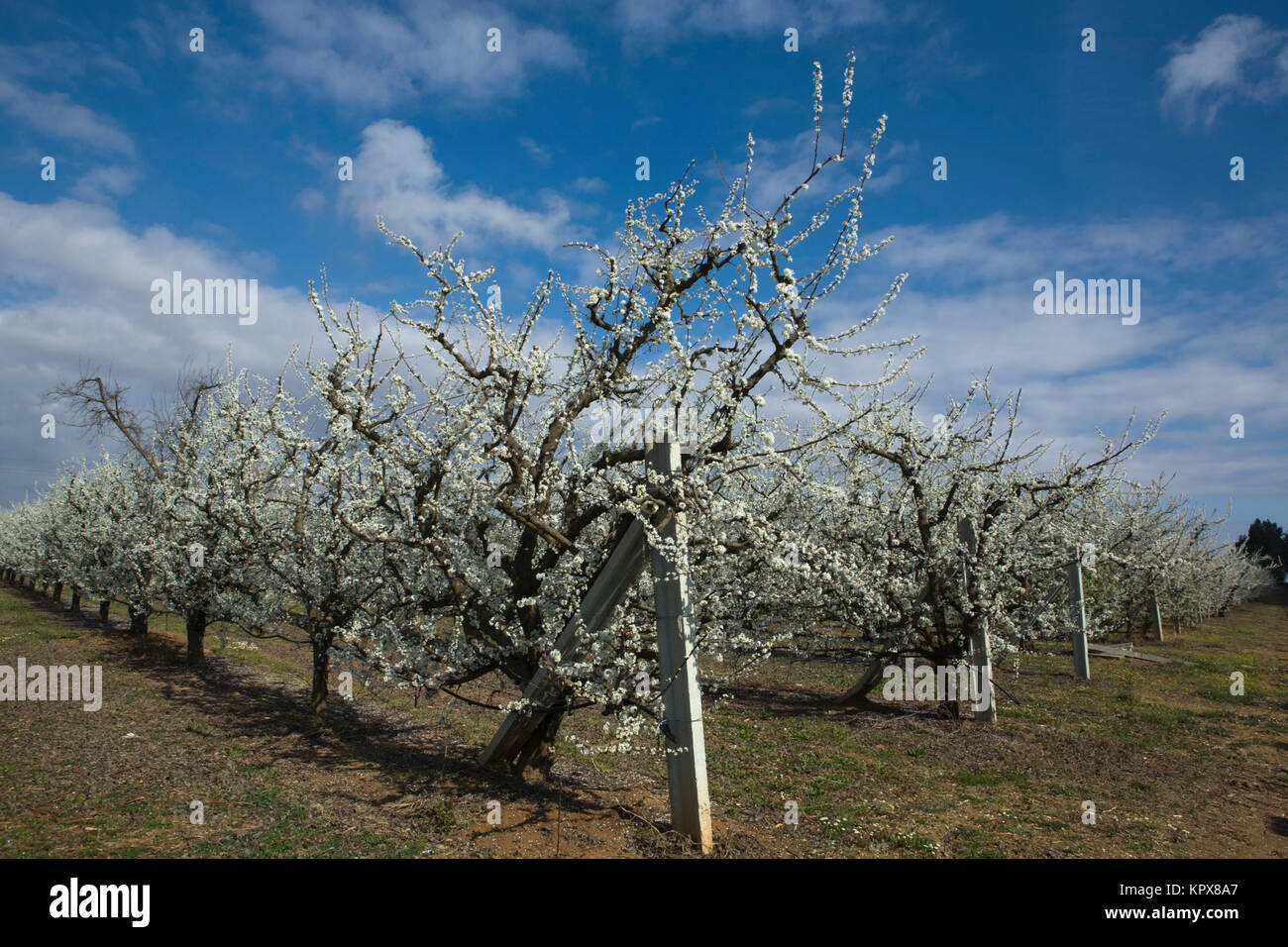 Apricot farming spain hi-res stock photography and images - Alamy