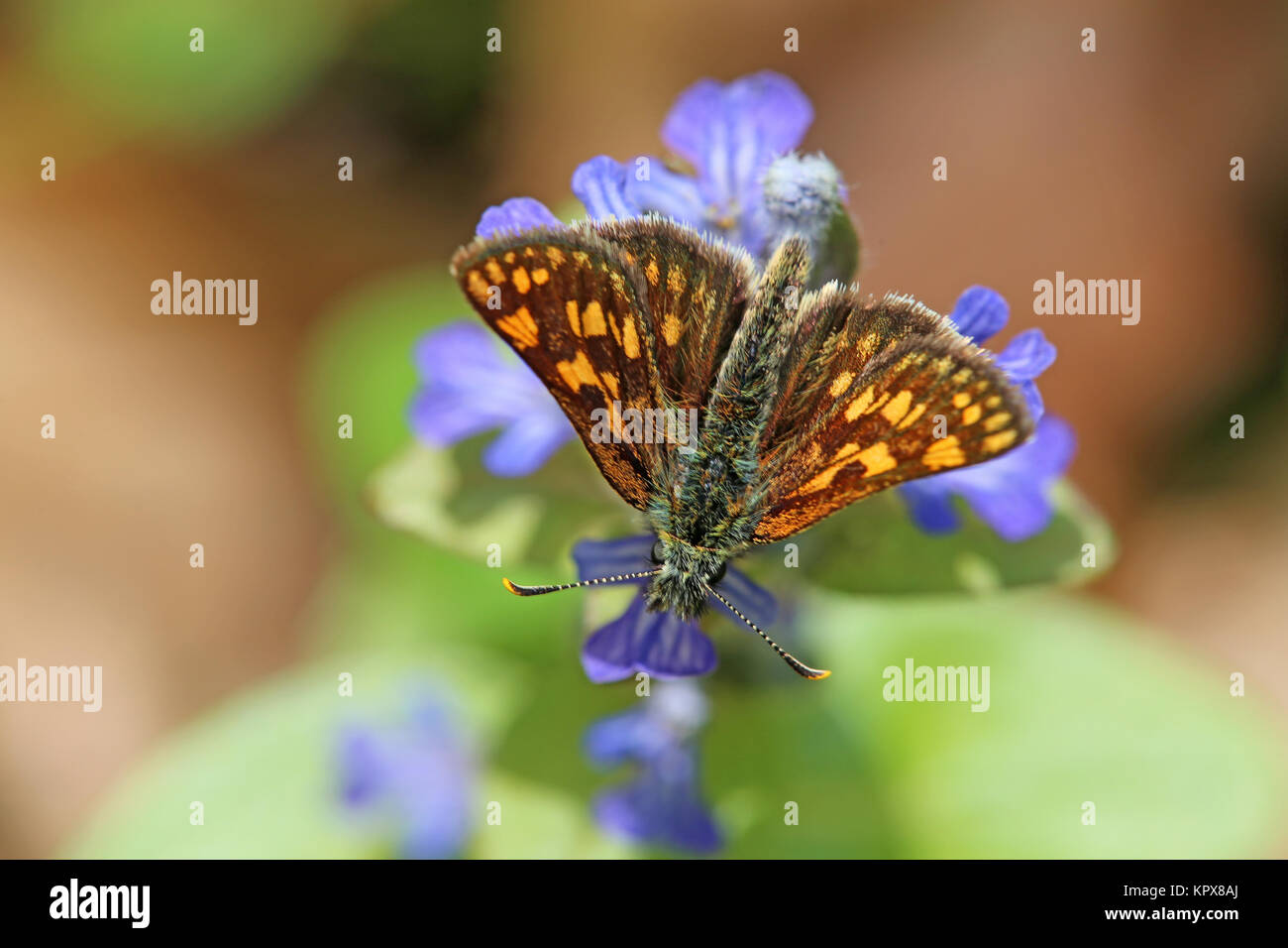 yellow-cube,thick-headed creature carterocephalus palaemon on gÃ¼nsel ...