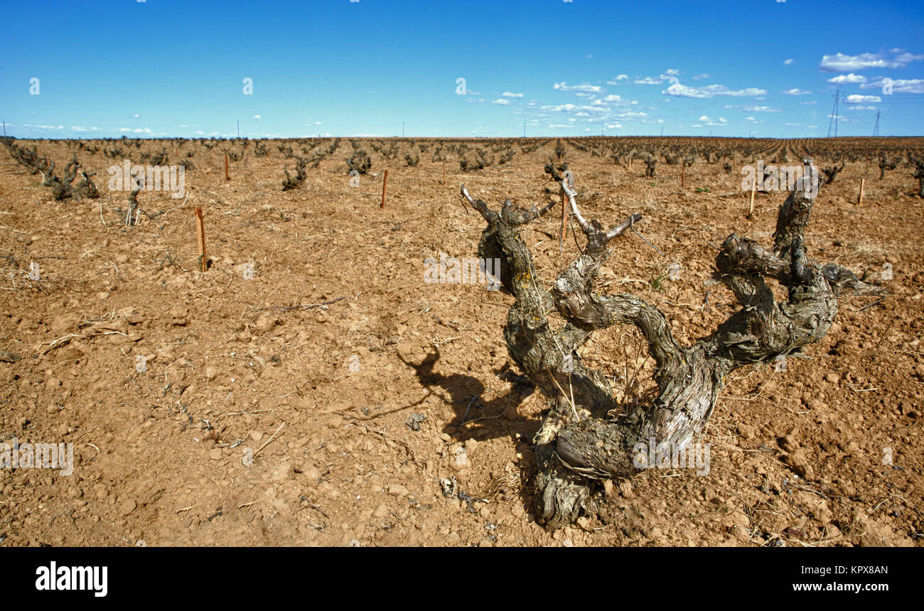 Grapevine species hi-res stock photography and images - Alamy