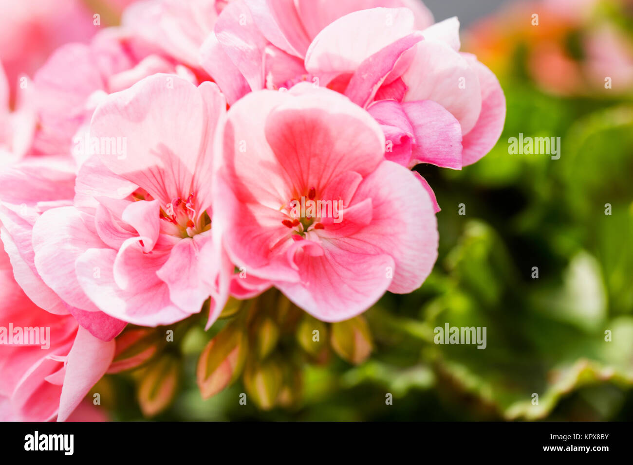 Pink geranium in close up Stock Photo - Alamy