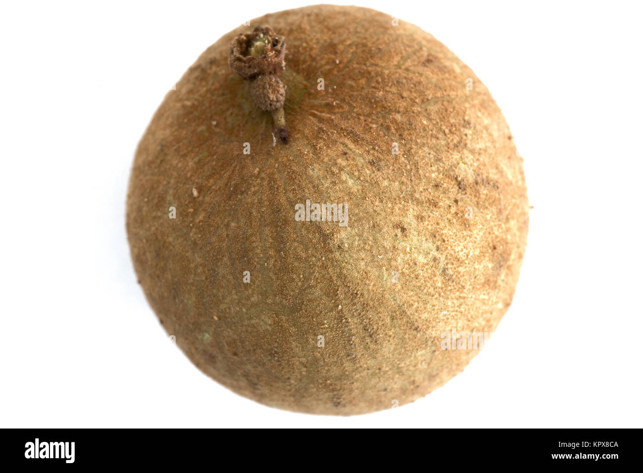 Single piece of Whole Dimocarpus Longan fruit isolated on white ...