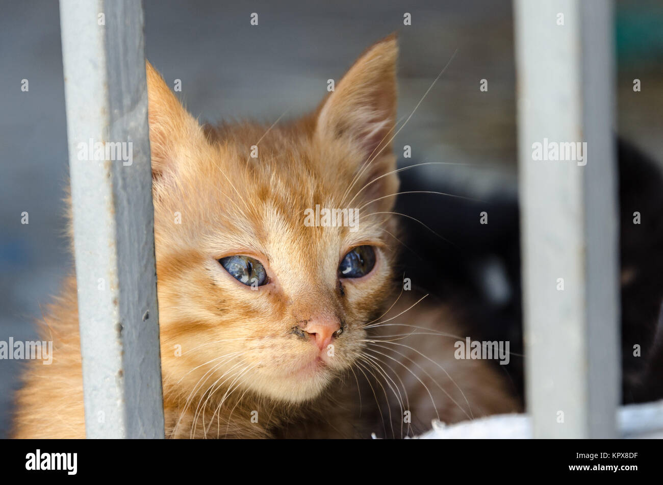 the wild kitty Stock Photo - Alamy