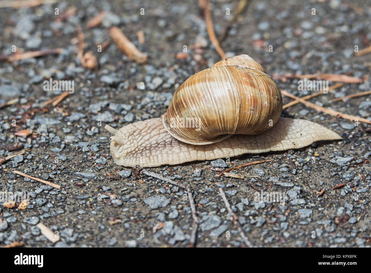 Slimy animals hi-res stock photography and images - Alamy