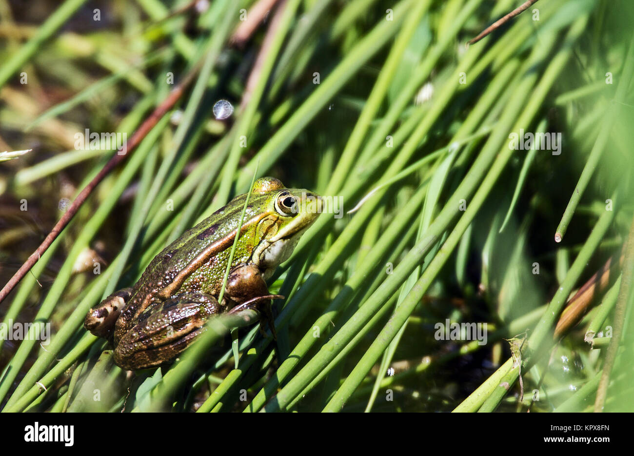 Small amphibians hi-res stock photography and images - Alamy