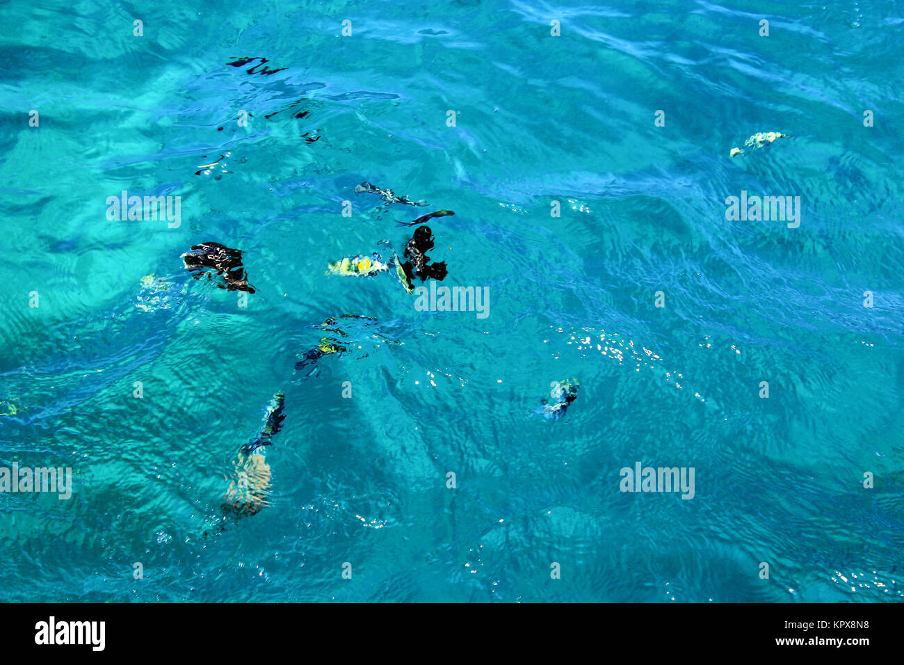 Fish swimm in the Sea Stock Photo - Alamy