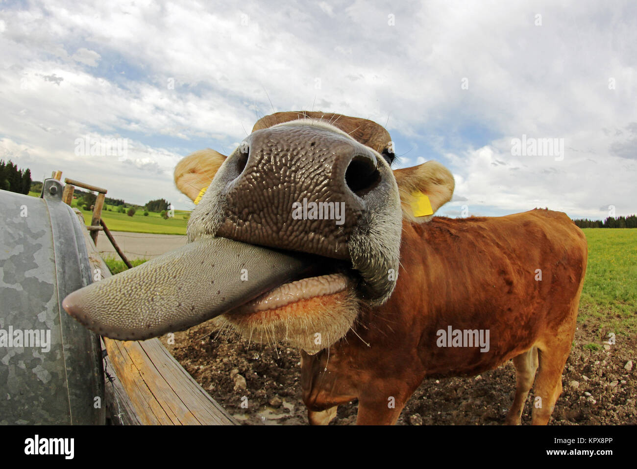 A young dairy cow sticks out her tongue. The tongue of a cow Stock ...