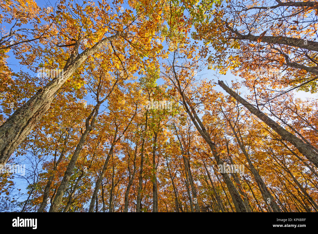 Looking up into the Fall Canopy Stock Photo - Alamy