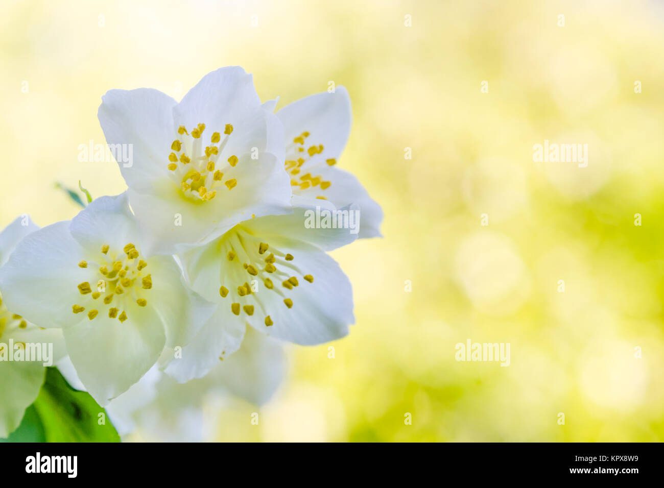 Blooming jasmine bush, close-up Stock Photo - Alamy