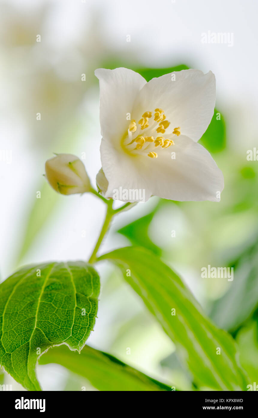 Blooming jasmine bush, close-up Stock Photo - Alamy