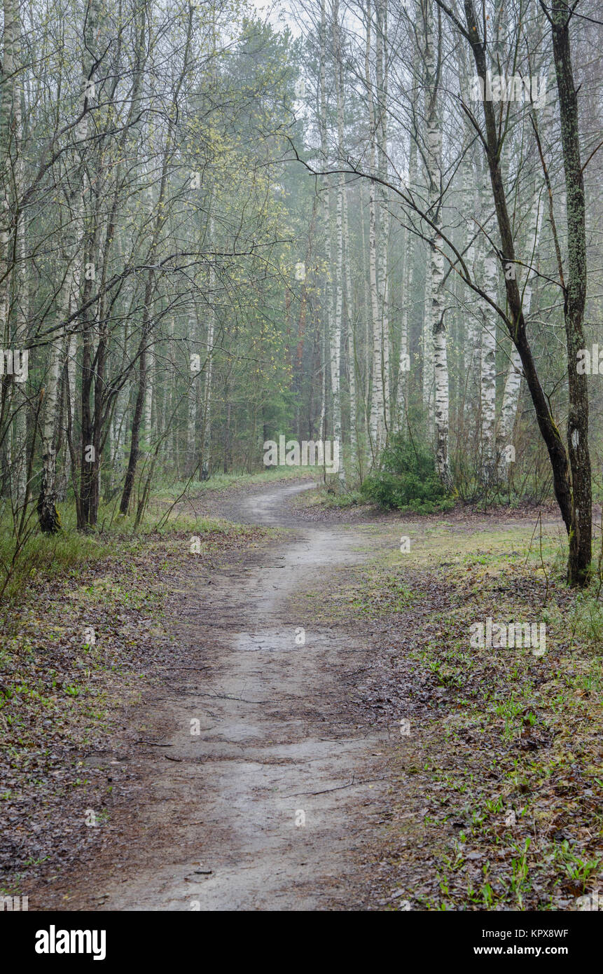 Foggy spring landscape with footpath in the woods Stock Photo - Alamy