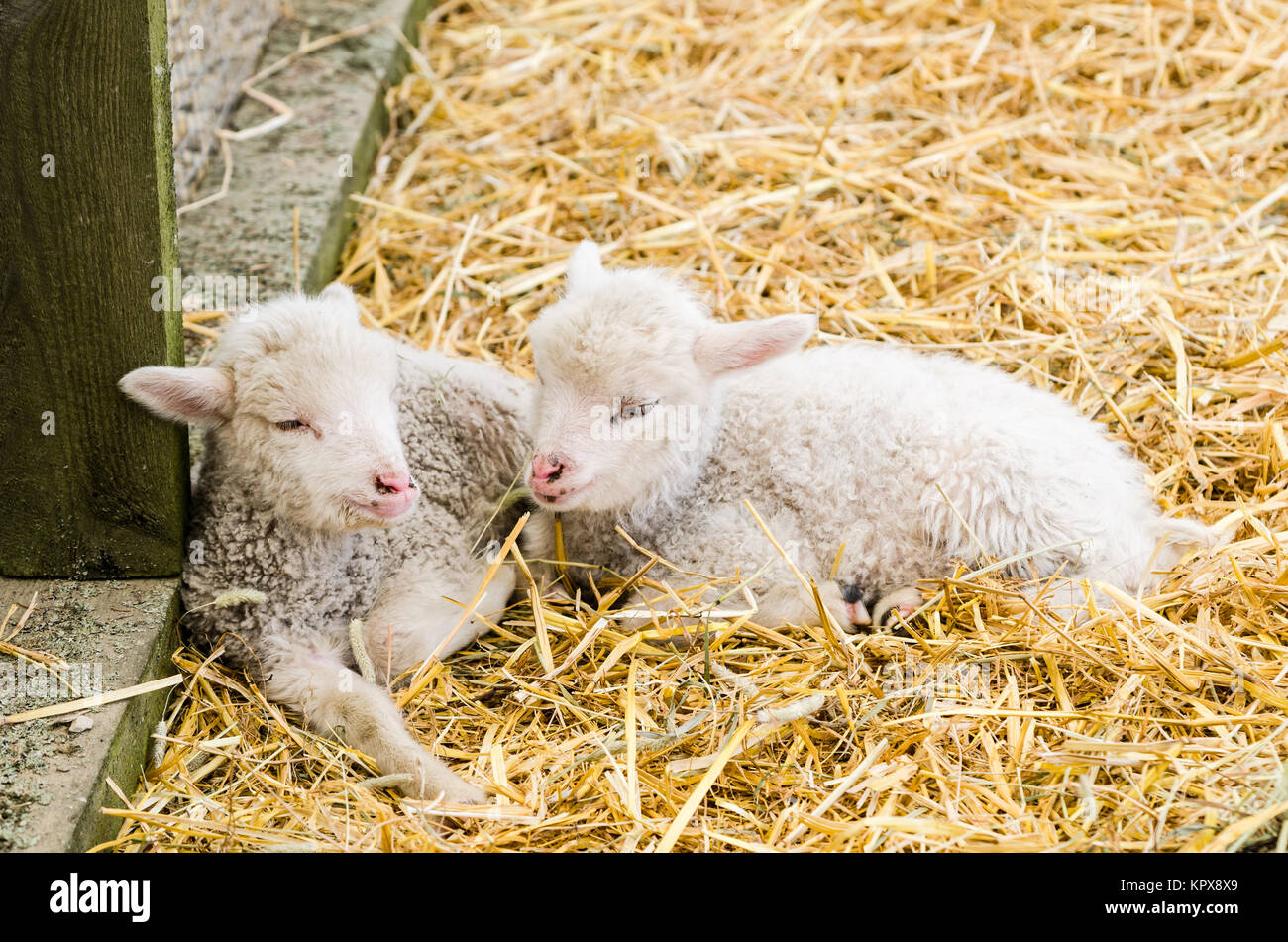 Two Little lamb sleeping in straw Stock Photo - Alamy