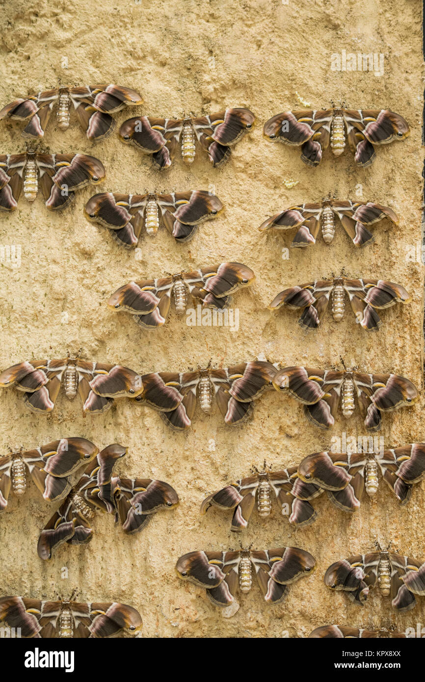 a collection of moths hanging on a wall in row Stock Photo - Alamy