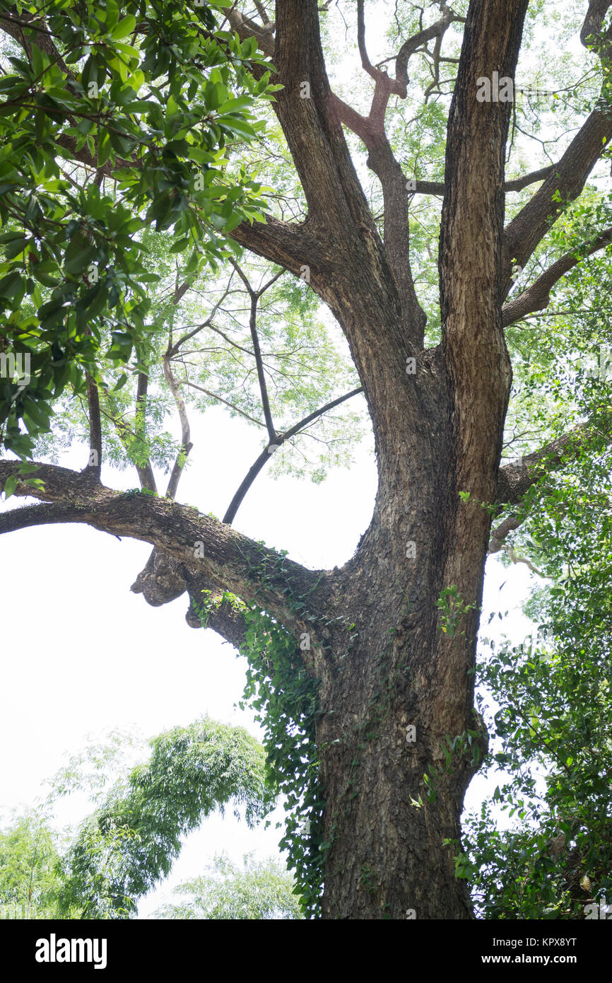 Old tree in home garden Stock Photo - Alamy