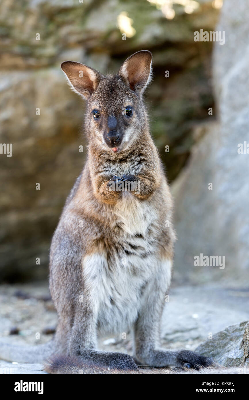 Closeup of a Red-necked Wallaby baby Stock Photo - Alamy
