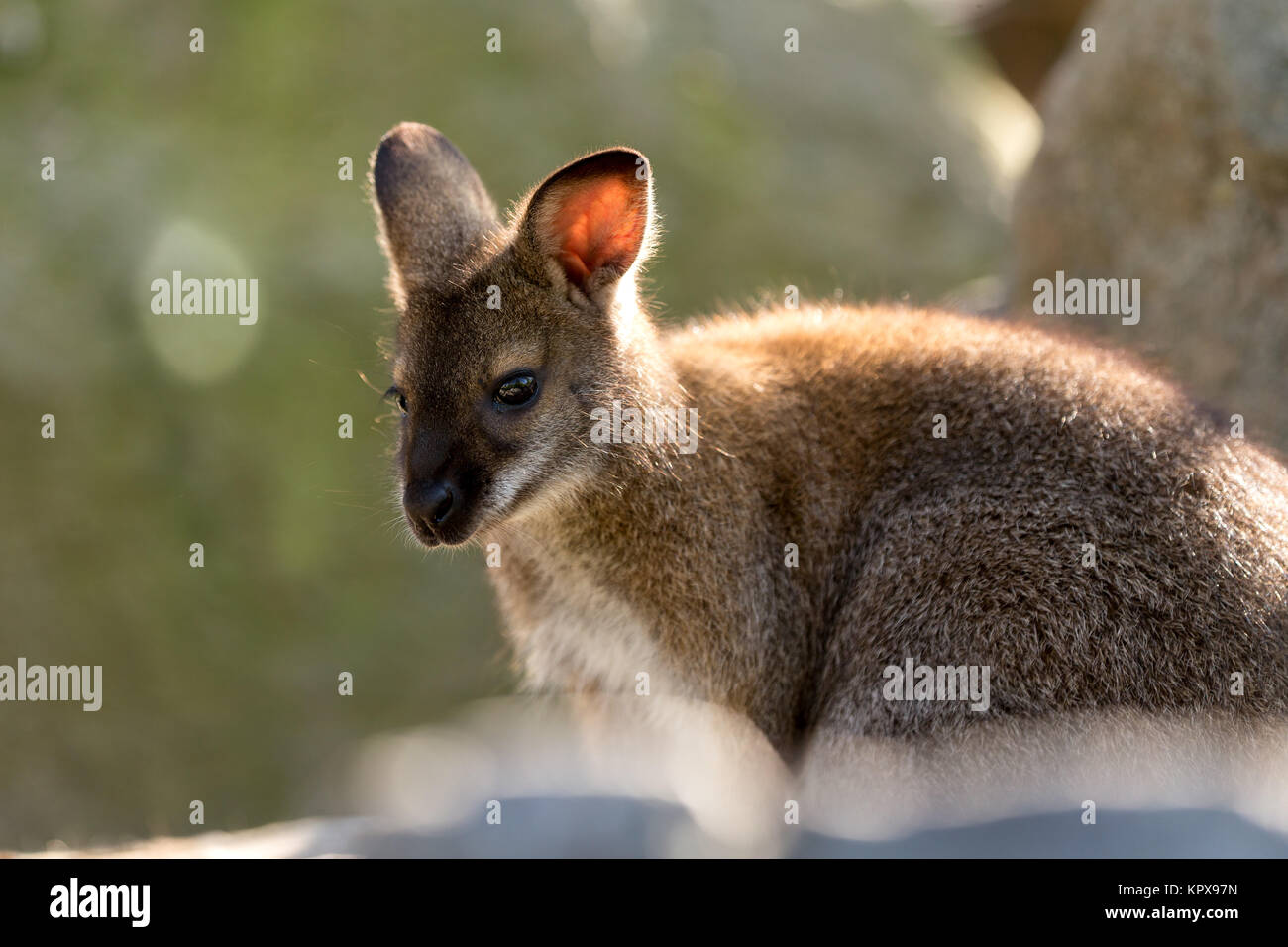 Closeup of a Red-necked Wallaby baby Stock Photo - Alamy