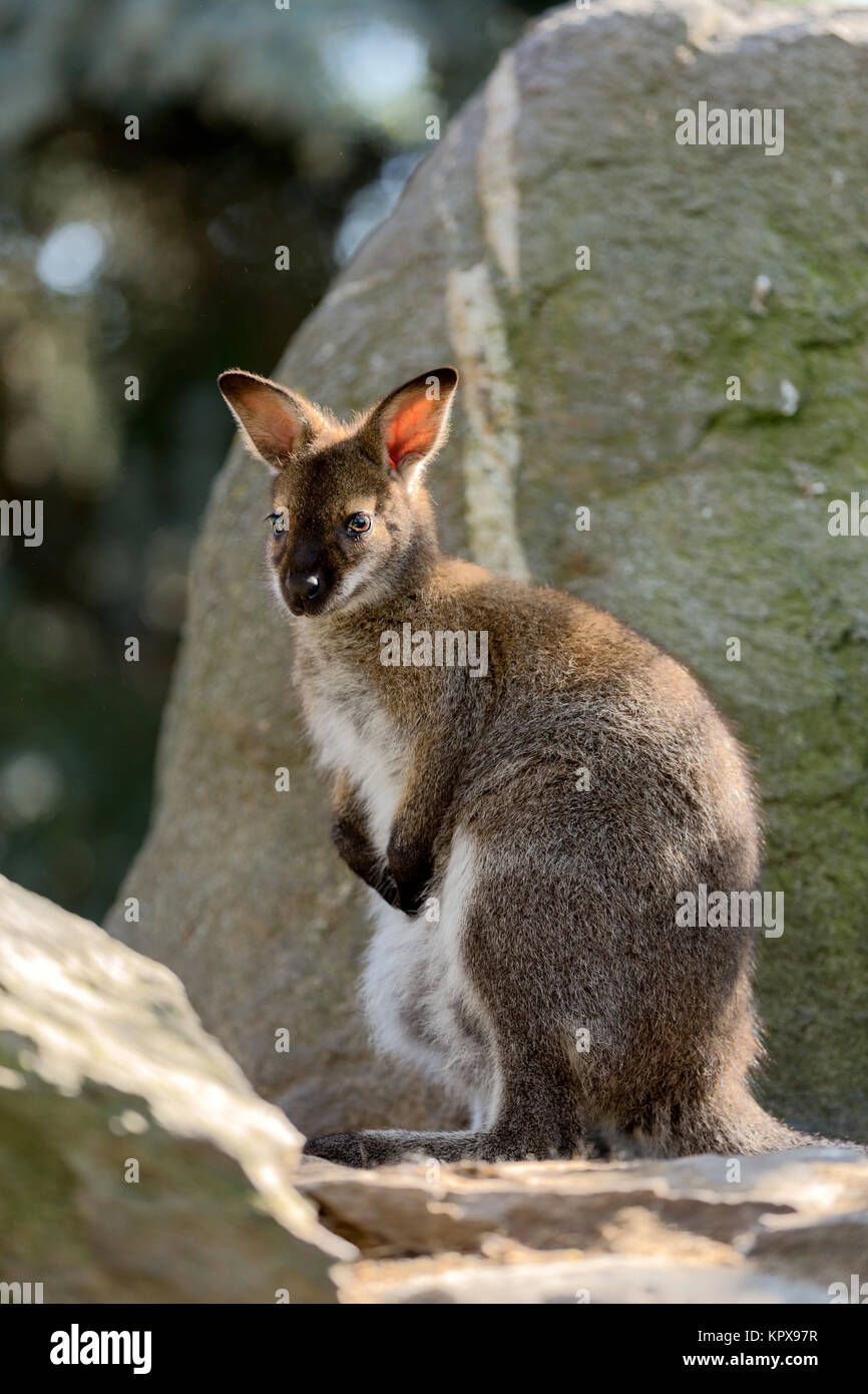 Closeup of a Red-necked Wallaby baby Stock Photo - Alamy