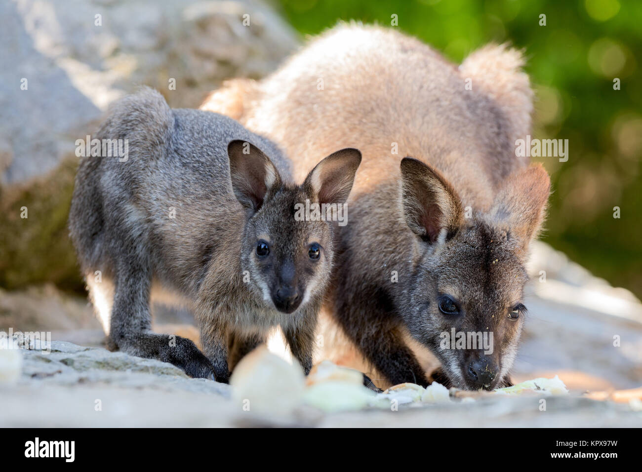 Closeup of a Red-necked Wallaby baby with mother Stock Photo - Alamy
