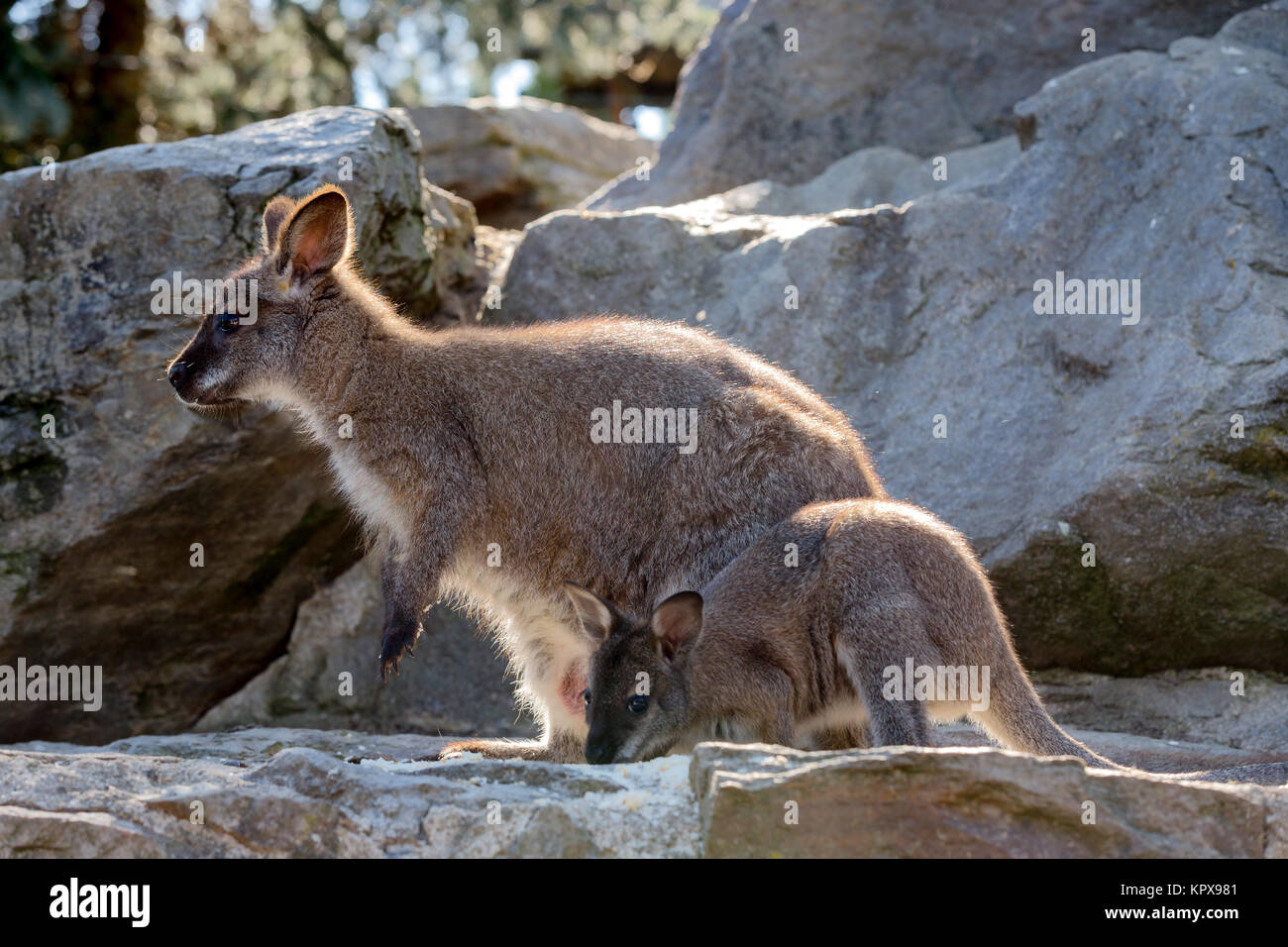 Closeup of a Red-necked Wallaby baby with mother Stock Photo - Alamy