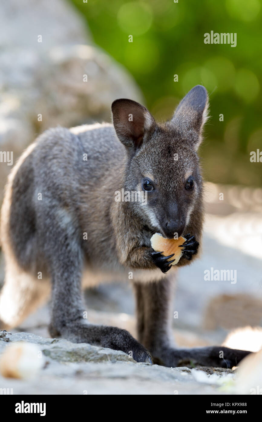 Closeup of a Red-necked Wallaby baby Stock Photo - Alamy