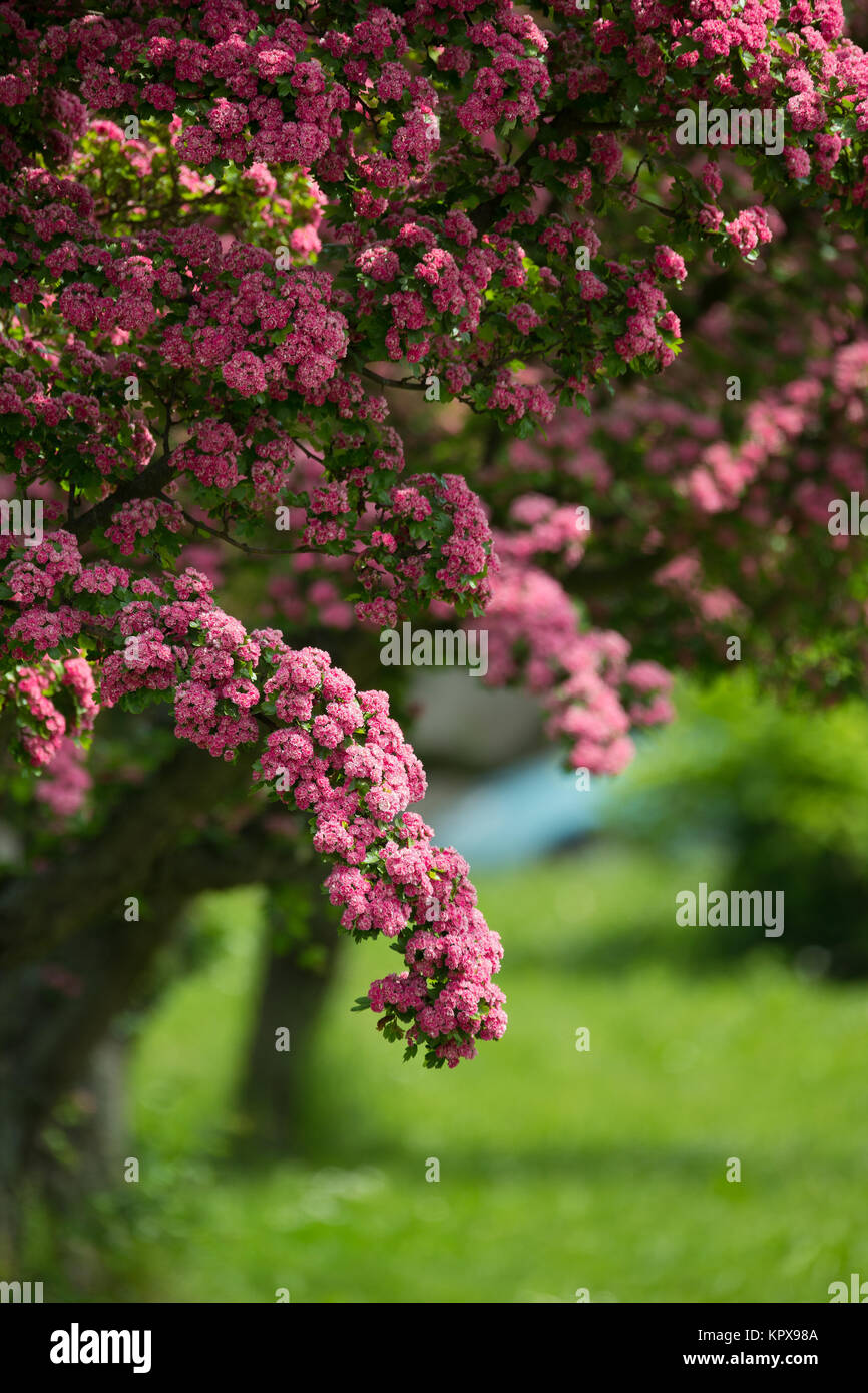 Flowers pink hawthorn. Tree pink hawthorn Stock Photo - Alamy