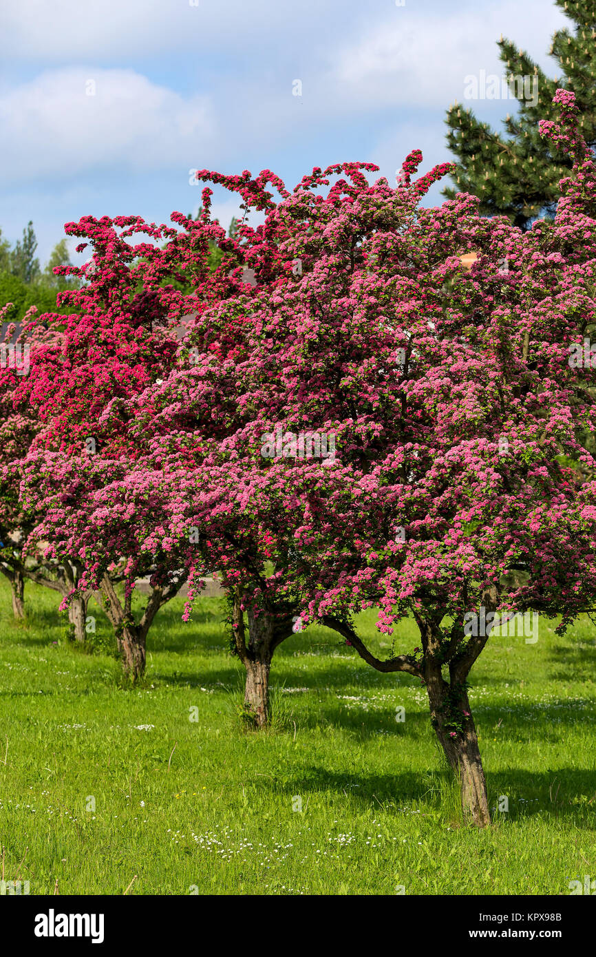 Flowers pink hawthorn. Tree pink hawthorn Stock Photo - Alamy