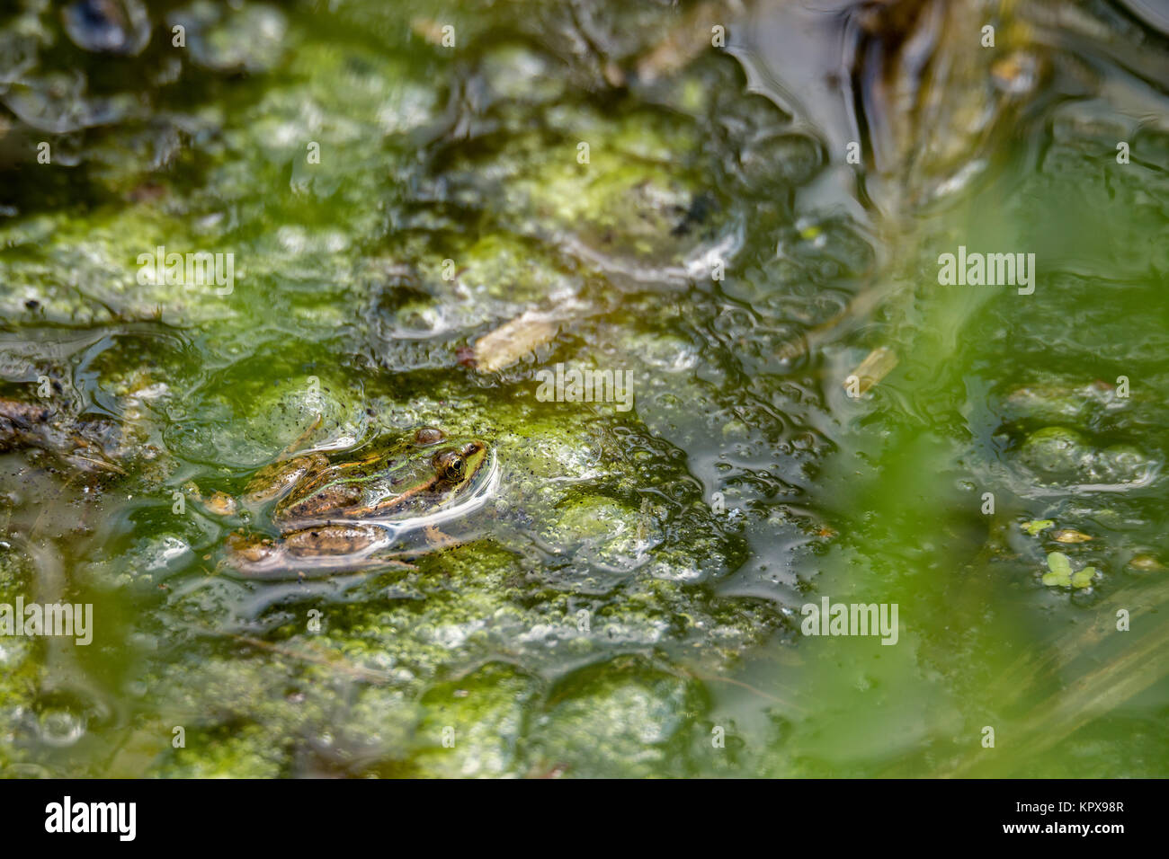 perfectly masked Edible frog in water Stock Photo - Alamy