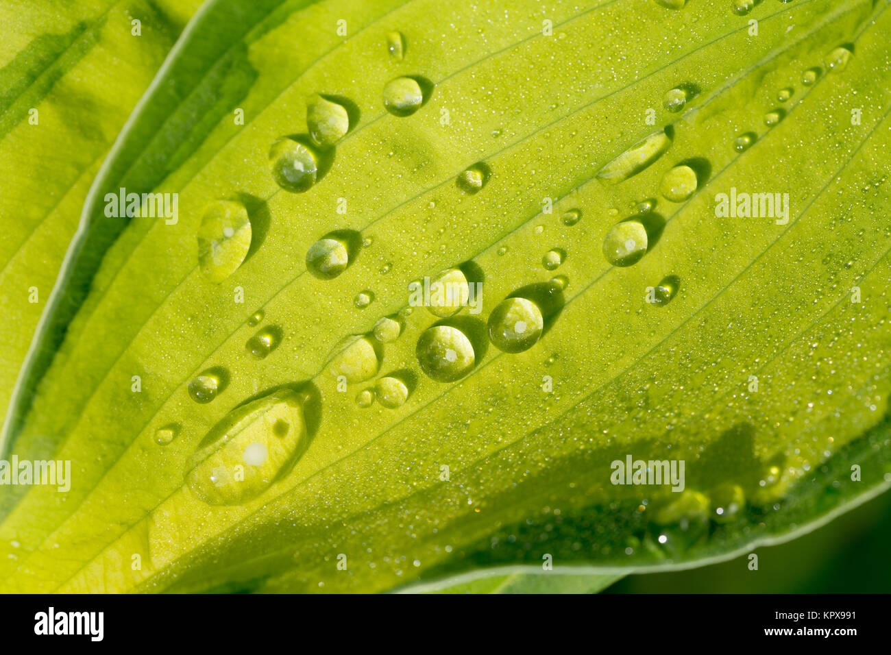 water drops on green plant leaf Stock Photo - Alamy