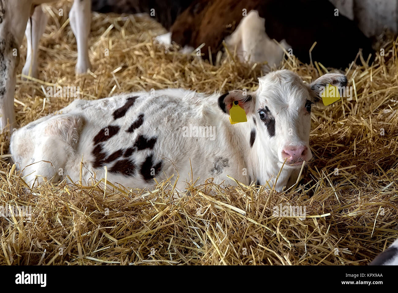 Calf on the farm Stock Photo - Alamy