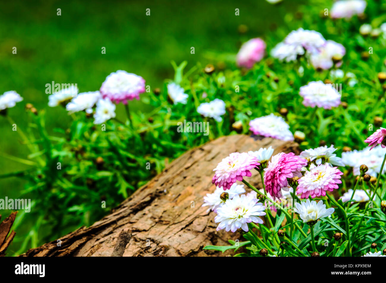 Abstract background of flowers. Close up Stock Photo - Alamy