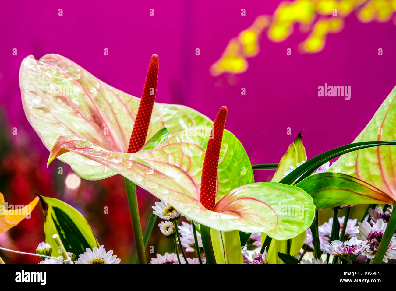 Abstract background of flowers. Close up Stock Photo - Alamy