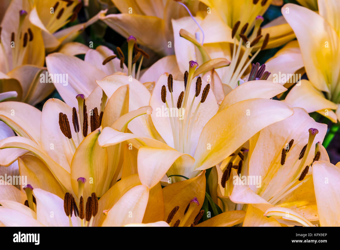 Abstract background of flowers. Close up Stock Photo - Alamy