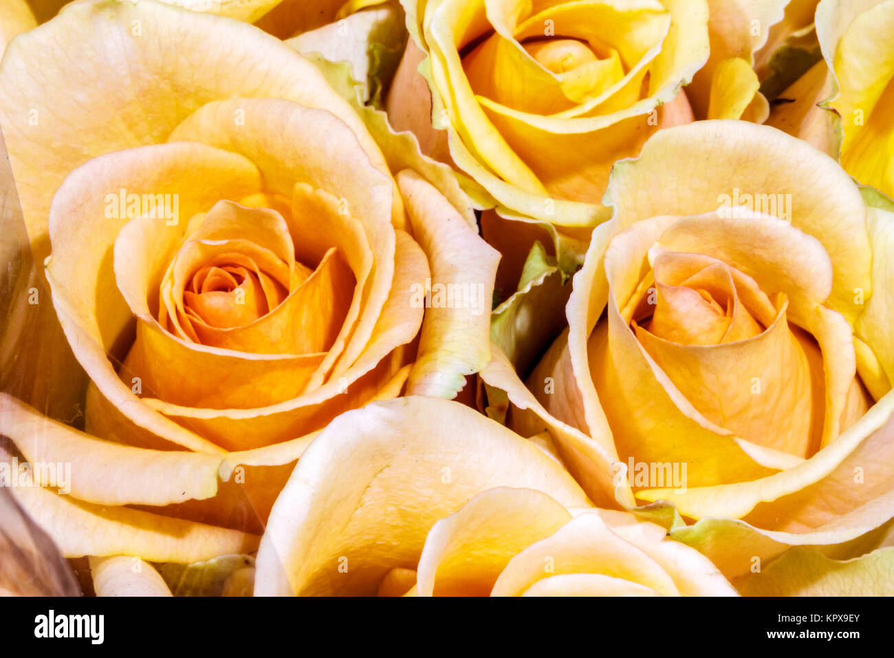Abstract background of flowers. Close up Stock Photo - Alamy