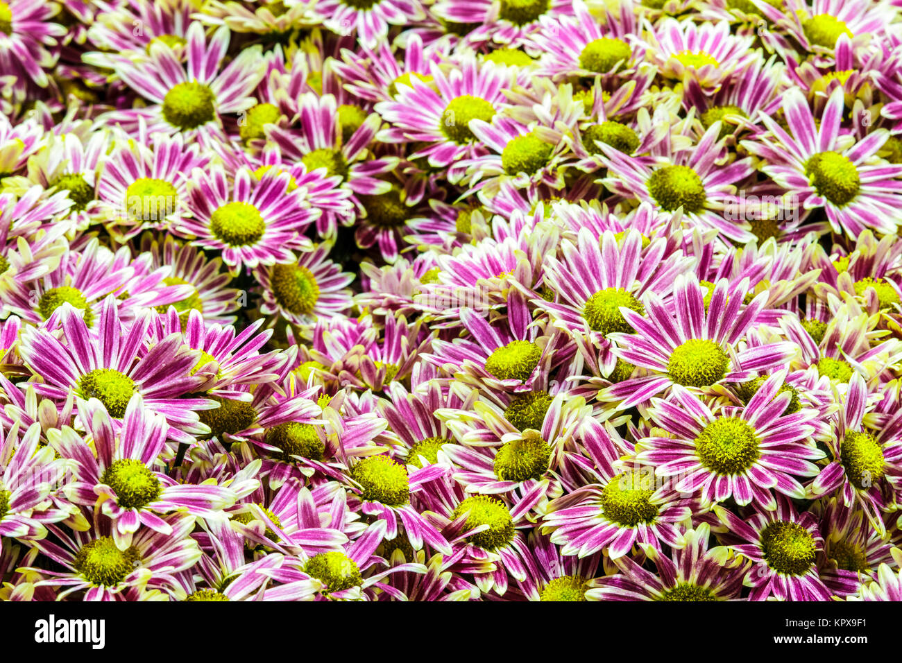 Abstract background of flowers. Close up Stock Photo - Alamy