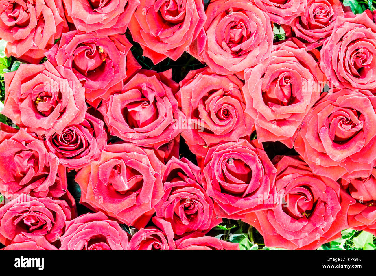 Abstract background of flowers. Close up Stock Photo - Alamy