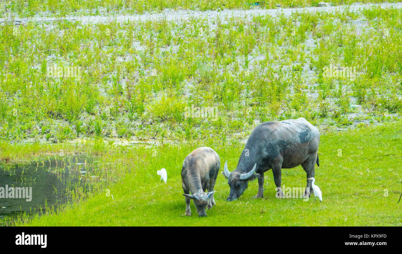 cow eating the green grass with nice background color Stock Photo - Alamy