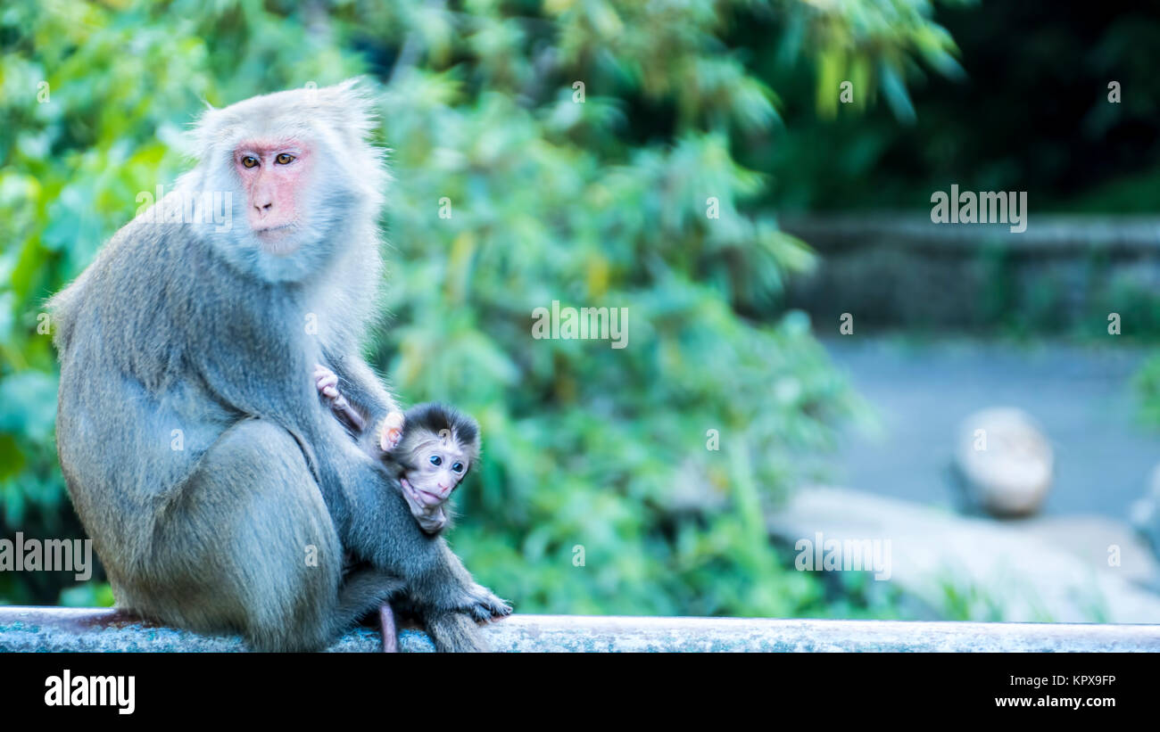 Monkey at sunset hi-res stock photography and images - Alamy