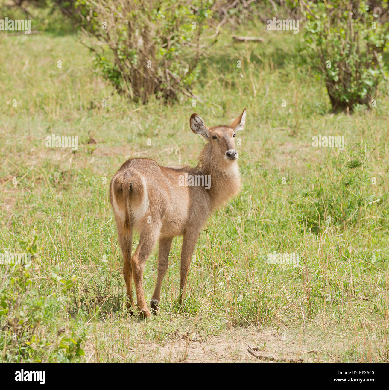 Swaheli image hi-res stock photography and images - Alamy