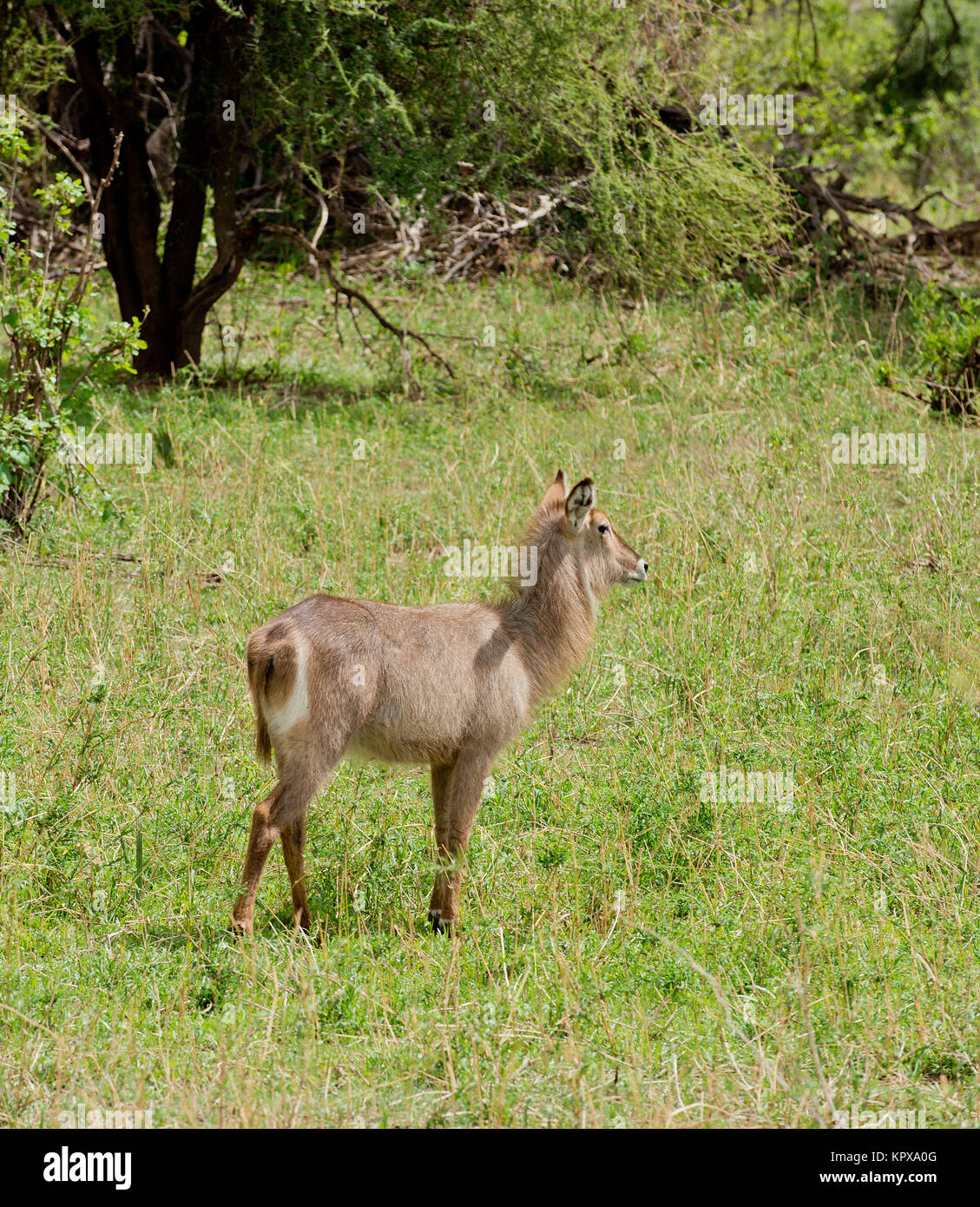 female Waterbuck (scientific name: Kobus ellipsiprymnus, or "Kuru" in ...