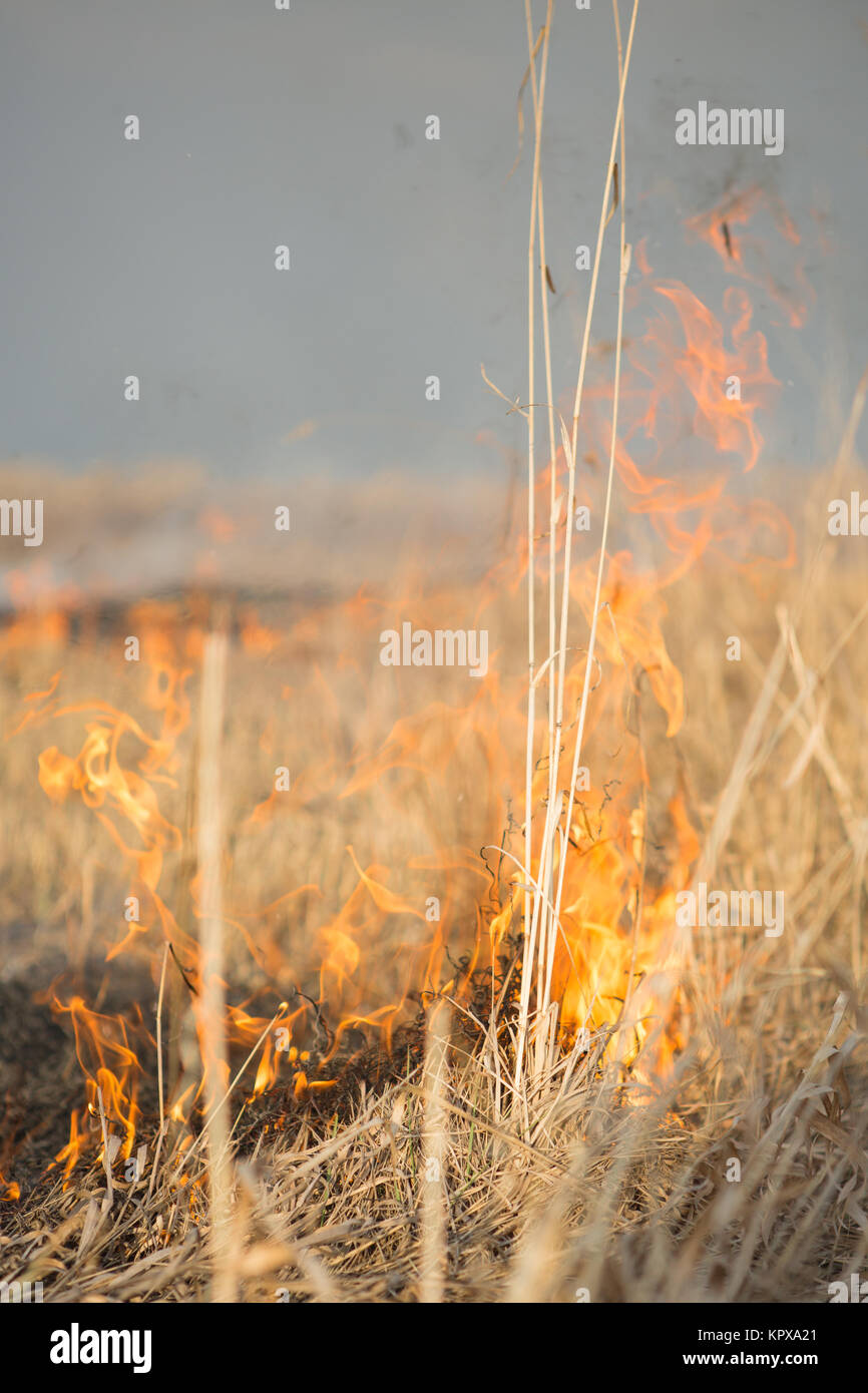 burns dry grass fire in a rural location Stock Photo - Alamy