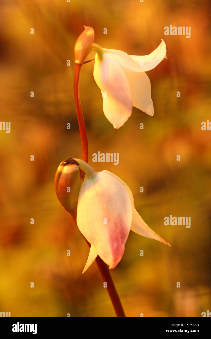 Flowering swamp jug Heliamphora heterodoxa Stock Photo - Alamy
