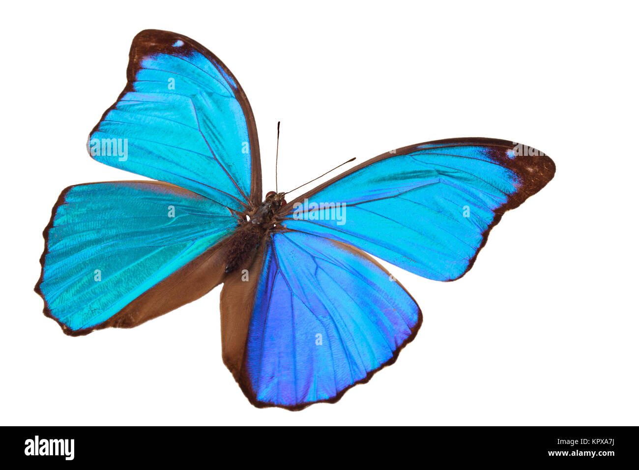 Cyan blue butterfly hi-res stock photography and images - Alamy